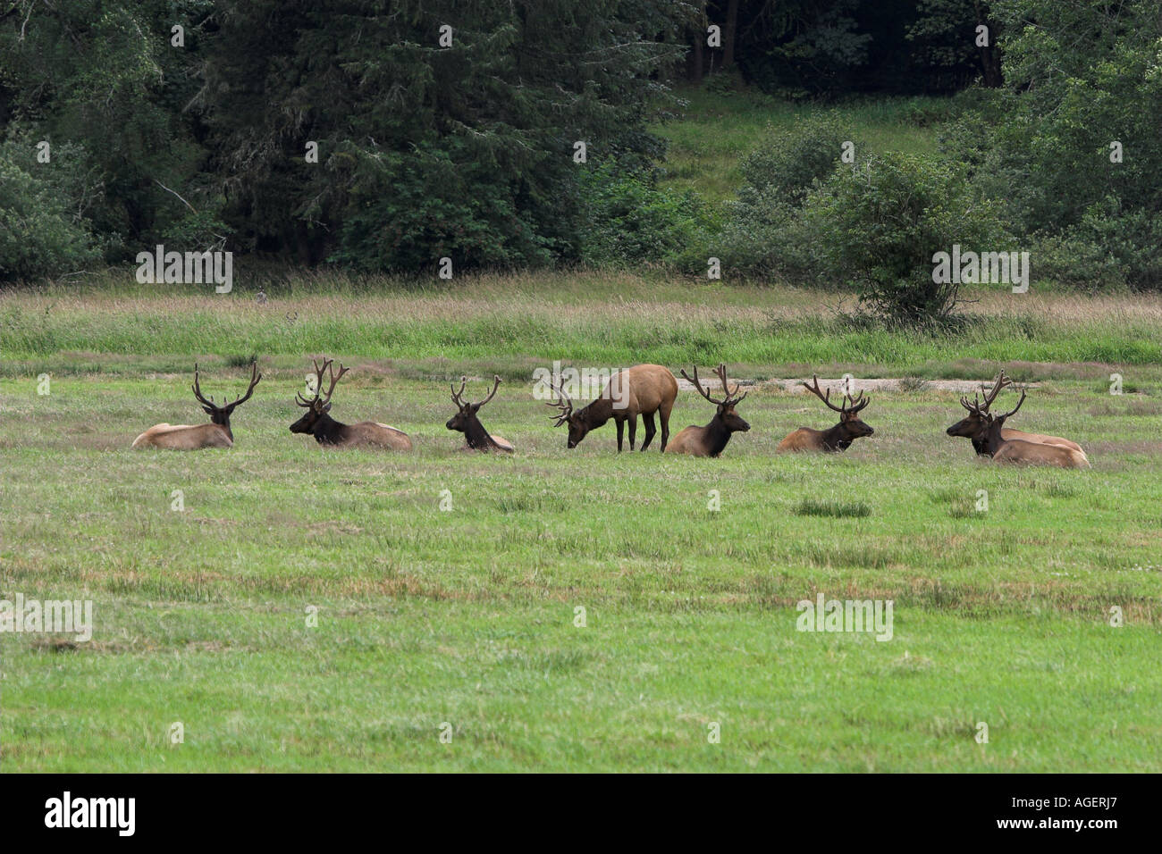Group of bull elk in medow Stock Photo - Alamy