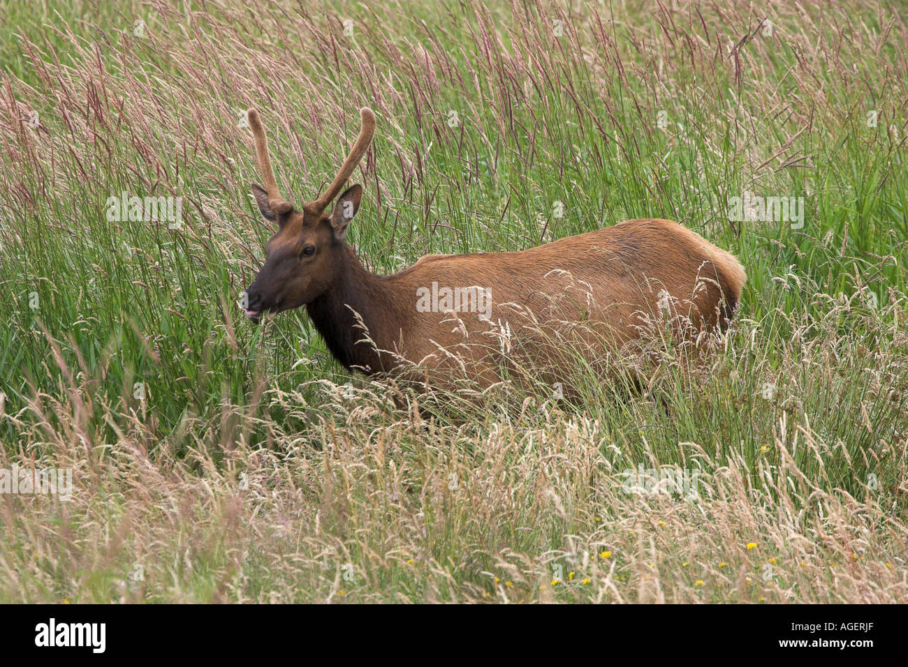 Young bull elk in velvet Stock Photo - Alamy
