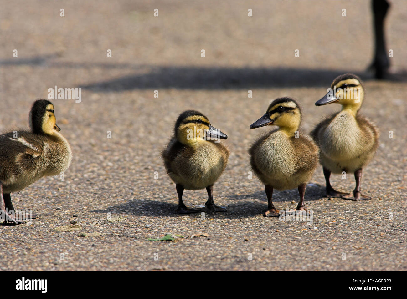 duckling on a path Stock Photo - Alamy