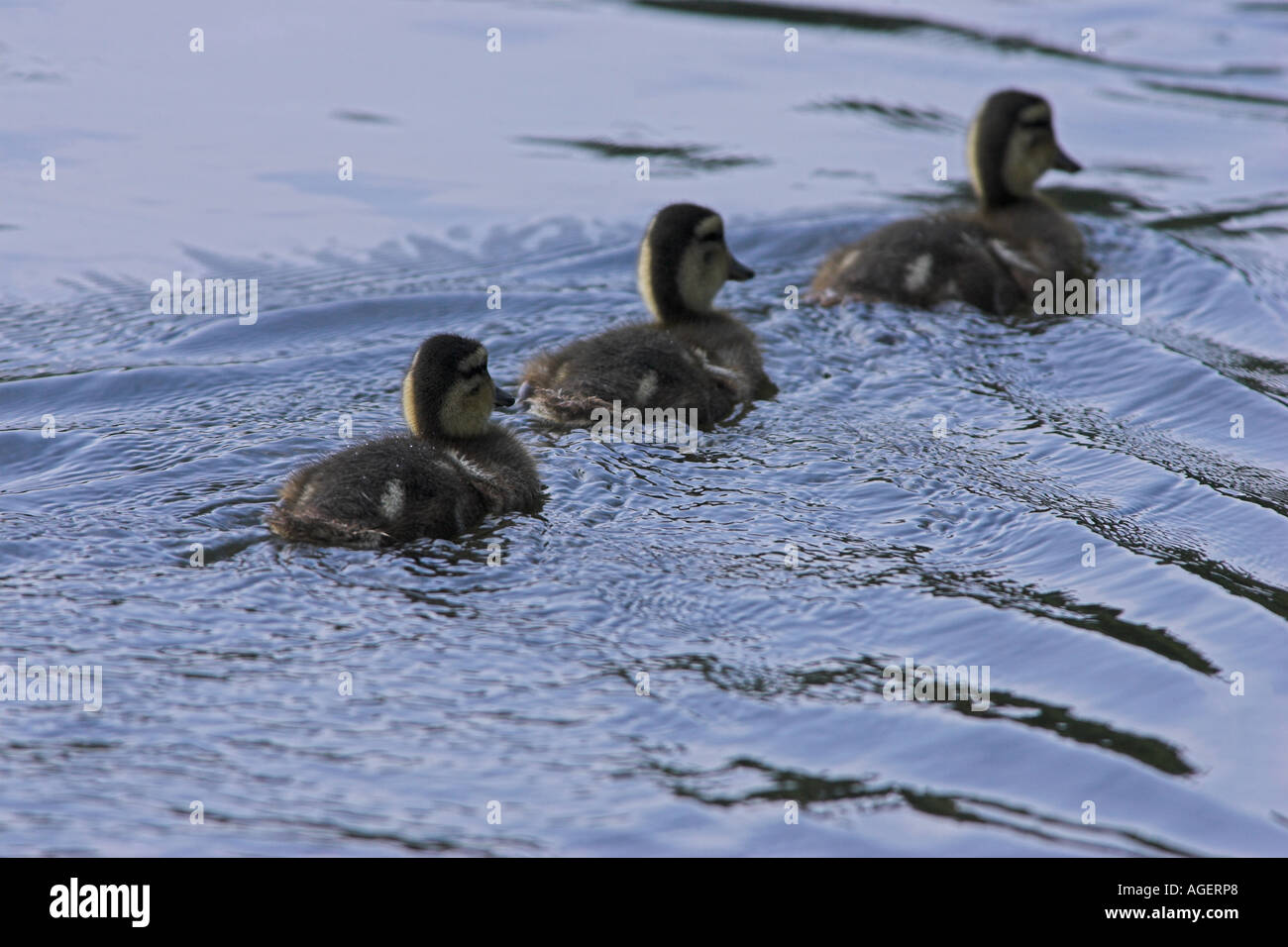 three ducklings in a row Stock Photo - Alamy