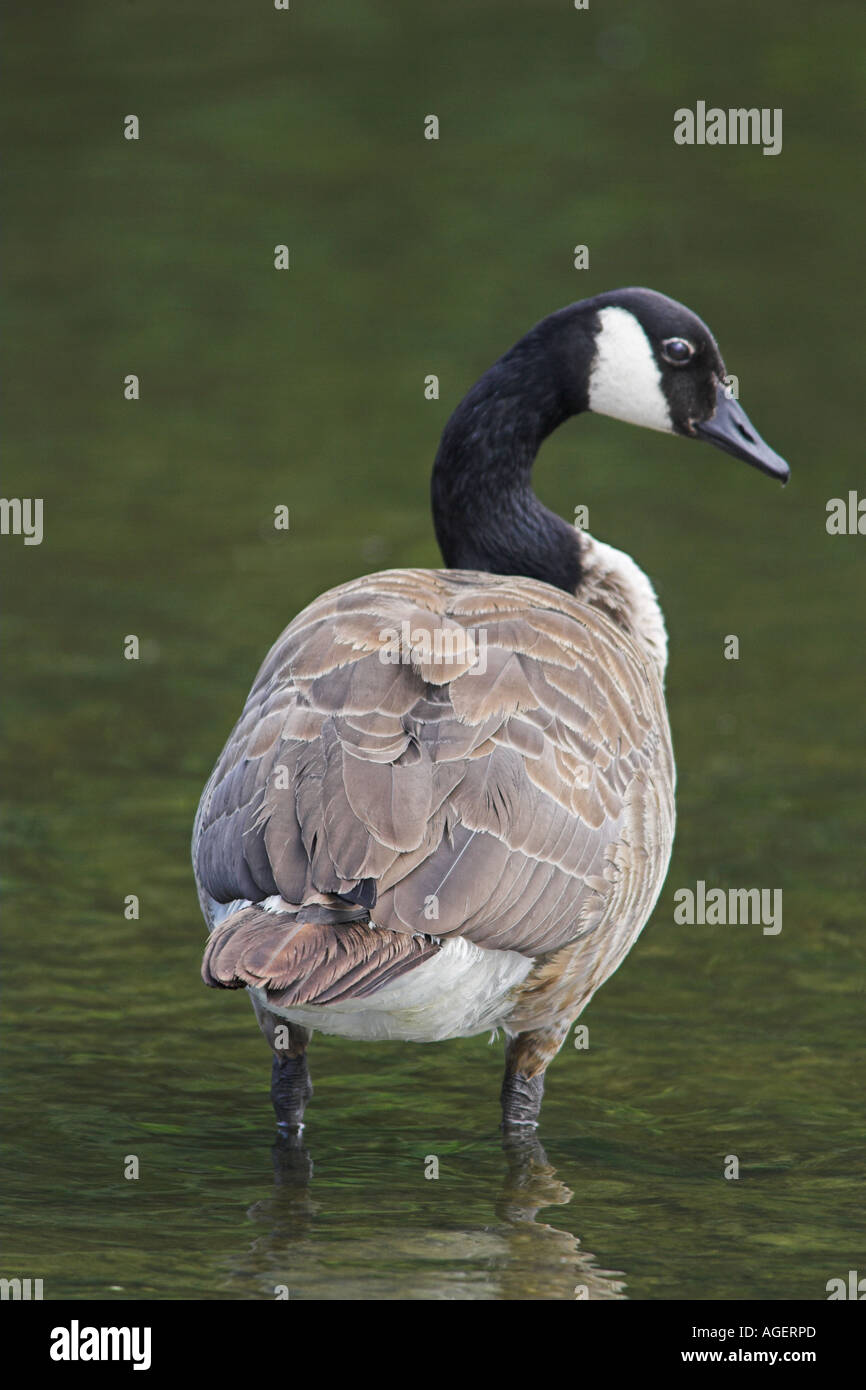 goose in green Stock Photo - Alamy