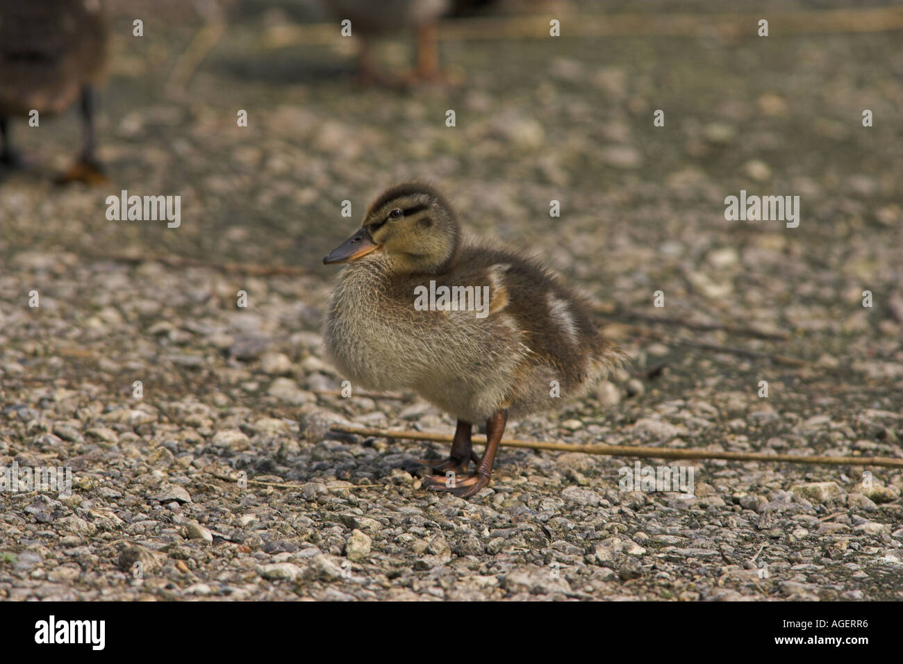 cute young duckling Stock Photo - Alamy