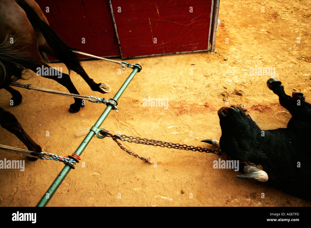 dead bull being dragged from the ring by the mules Stock Photo - Alamy