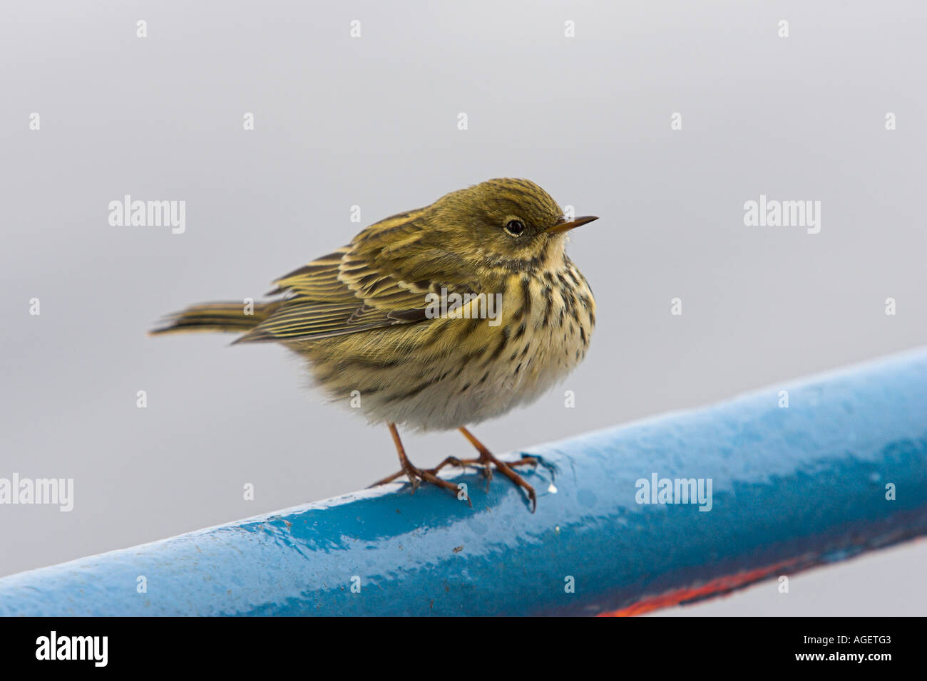 Pippet hi-res stock photography and images - Alamy