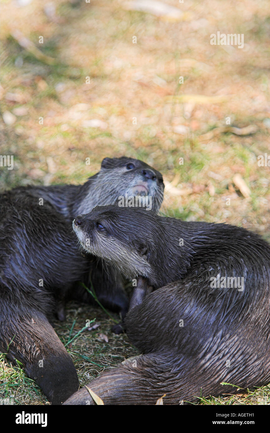two otters playing Stock Photo - Alamy
