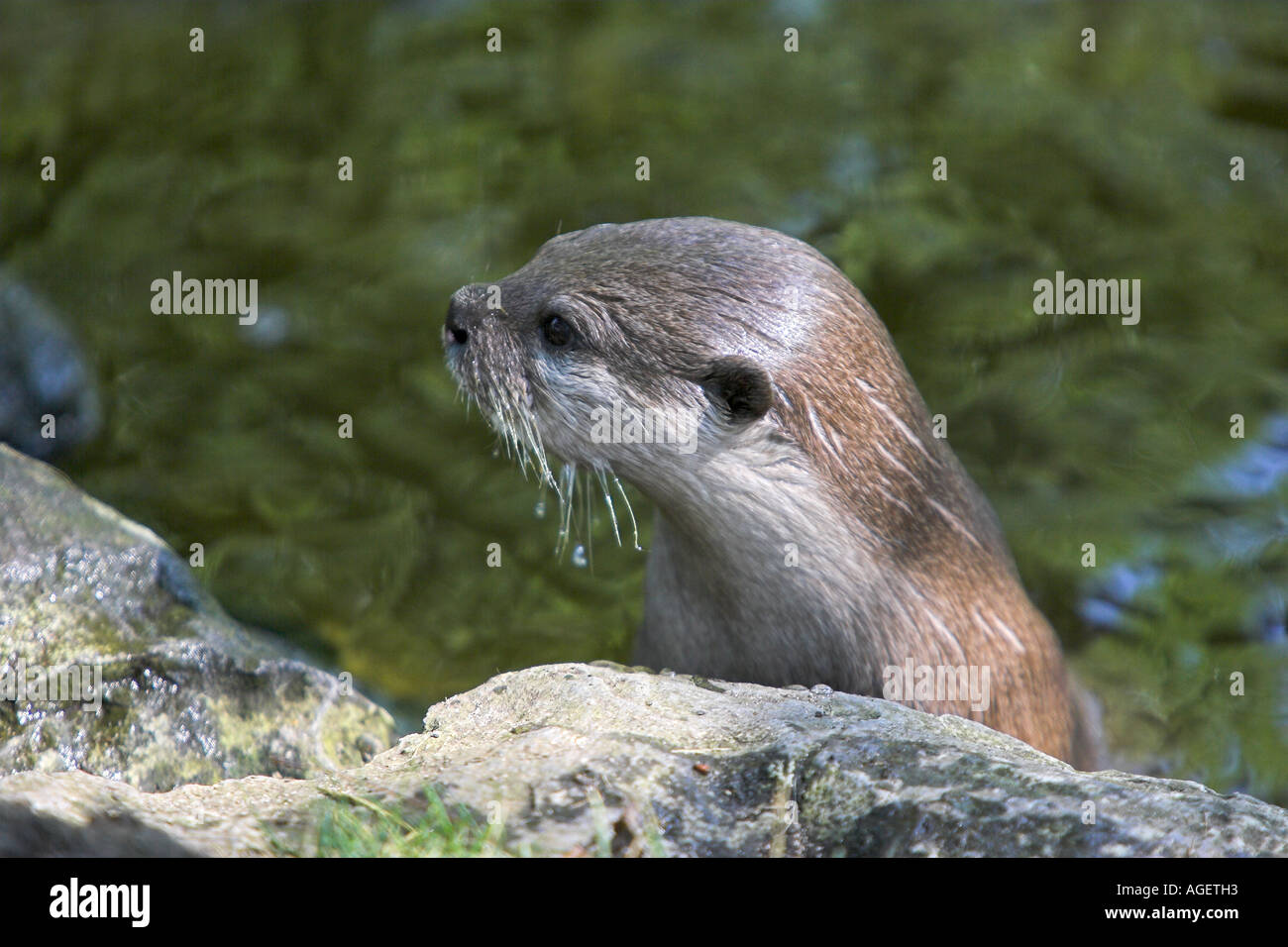 Asian Otter High Resolution Stock Photography and Images - Alamy