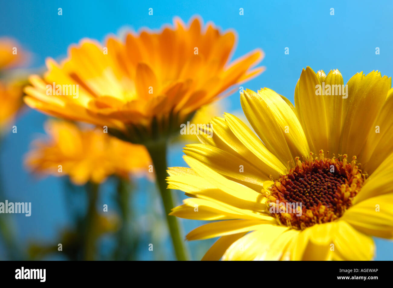 Orange yellow daisy flowers Stock Photo - Alamy