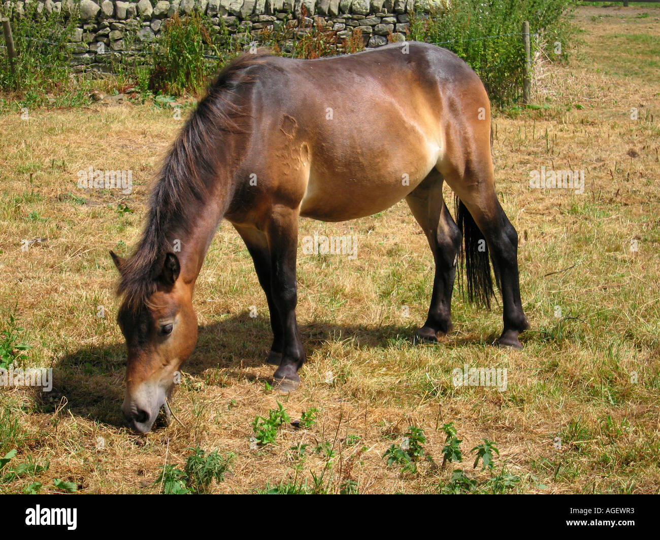 Sleek pony hi-res stock photography and images - Alamy
