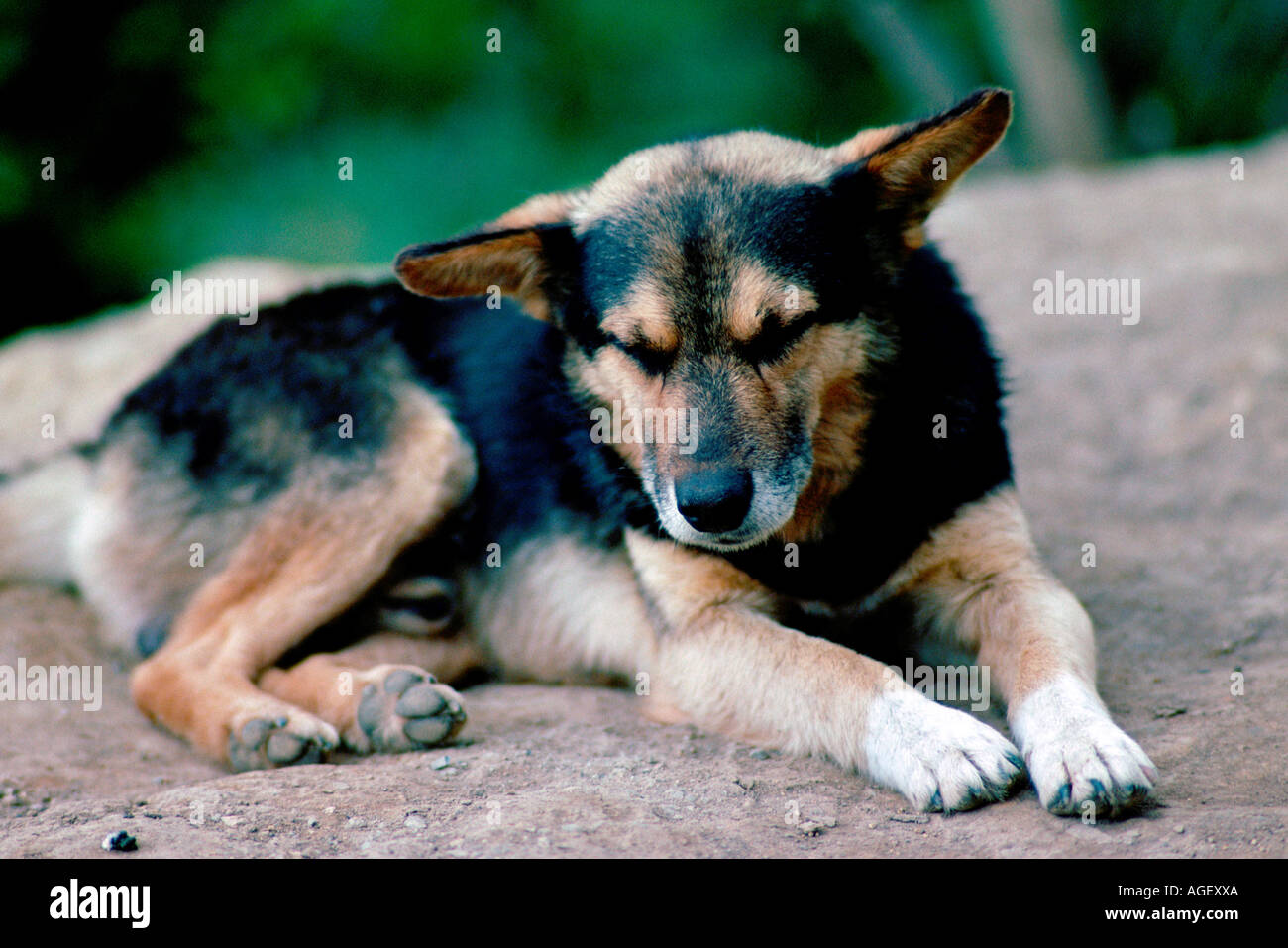 Puppy dog in Guatemala cloud forest Stock Photo - Alamy