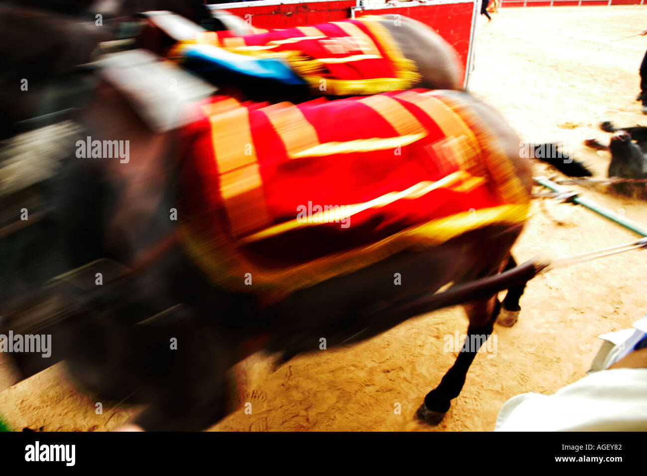 Dead bull carcass bullfight hi-res stock photography and images - Alamy