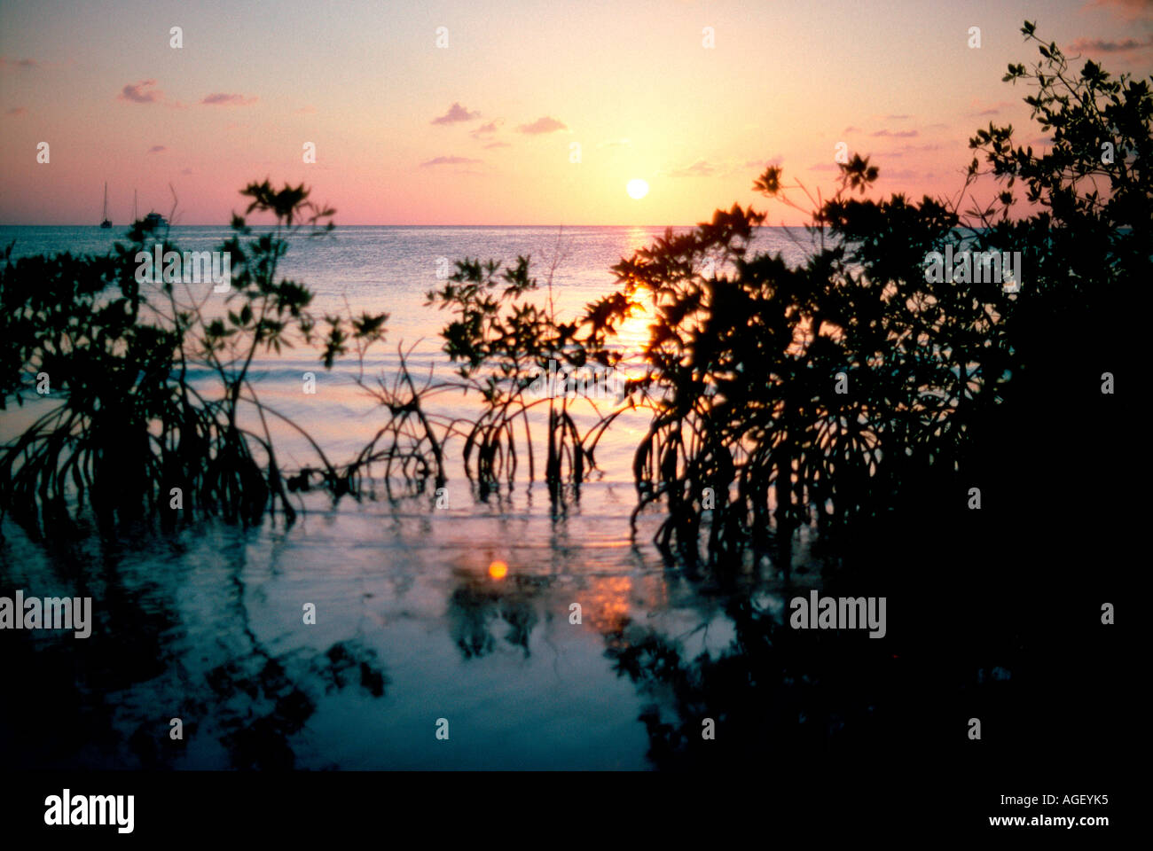 Mangroves at sunset Caye Caulker Belize Stock Photo - Alamy