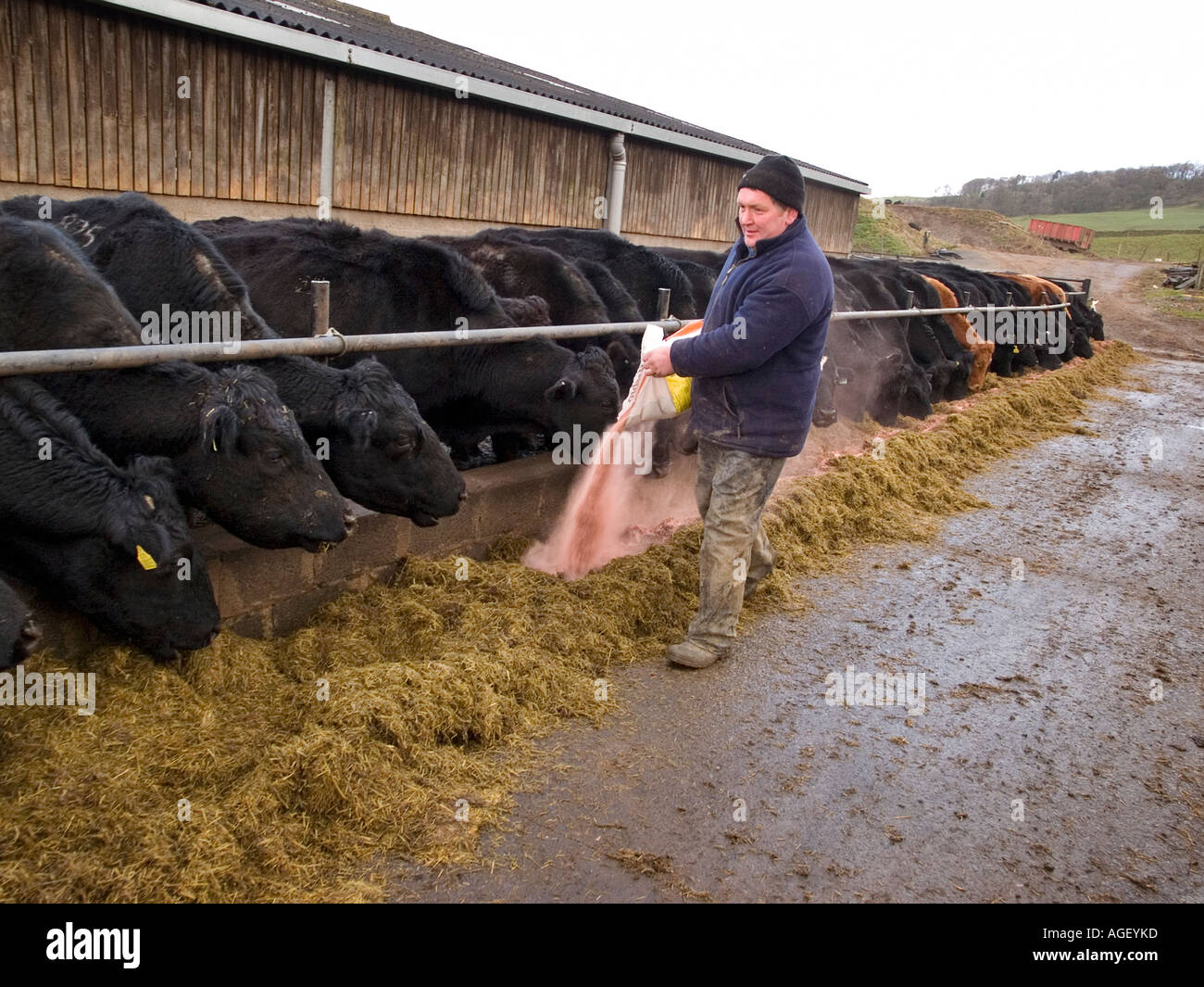 Beef farmer feeding his cattle Stock Photo - Alamy