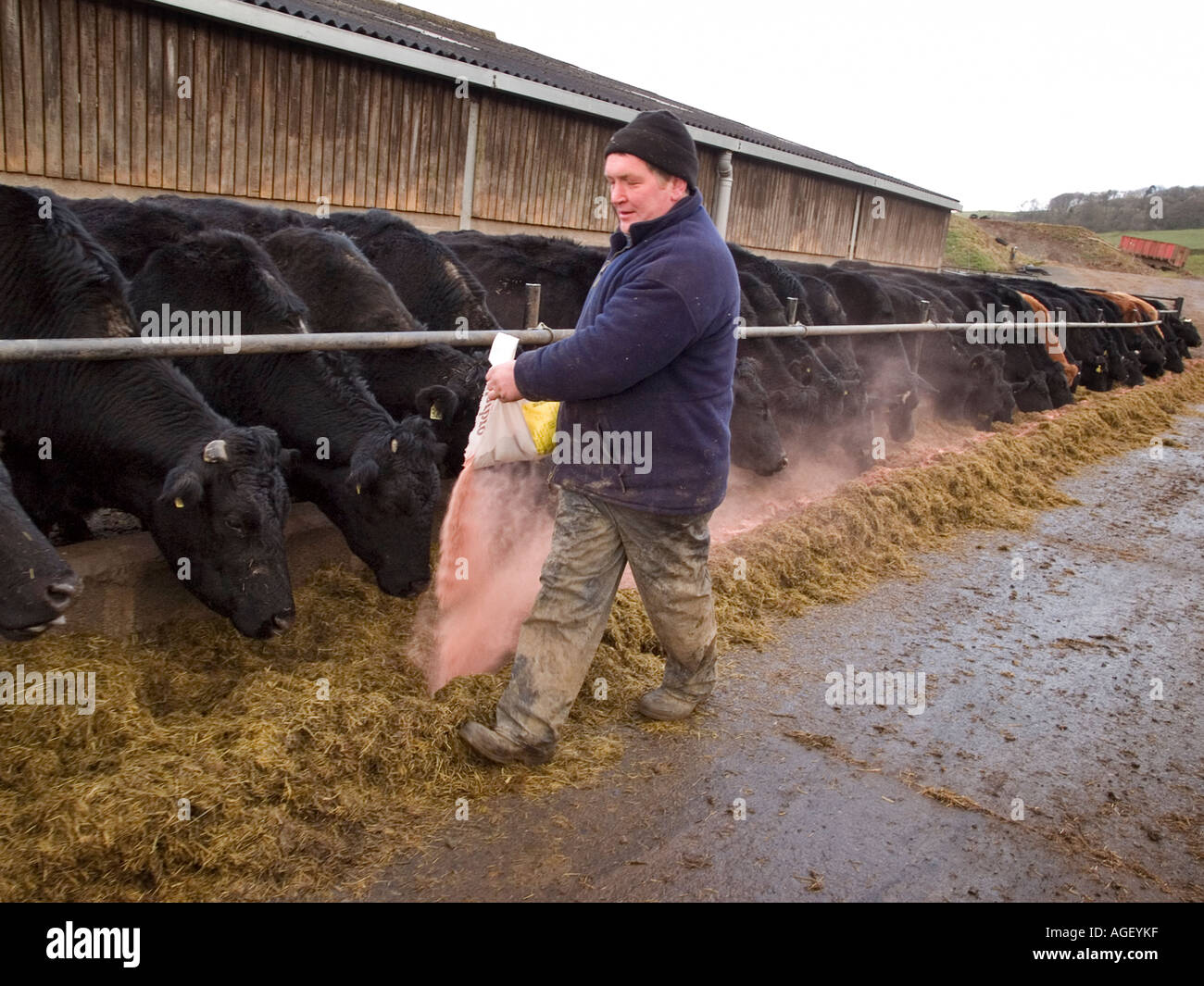 Beef farmer feeding his cattle Stock Photo - Alamy