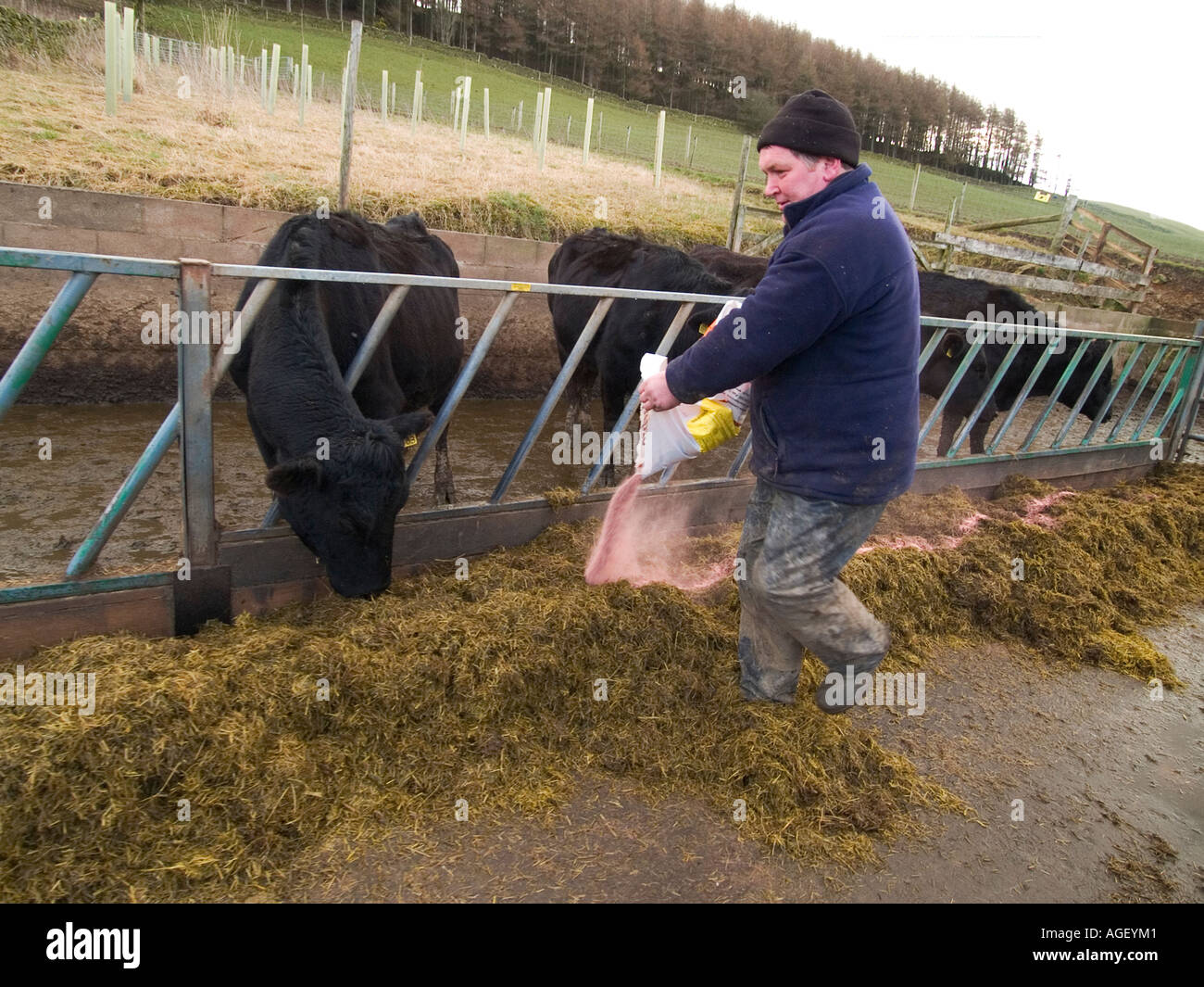 Beef farmer feeding his cattle Stock Photo - Alamy