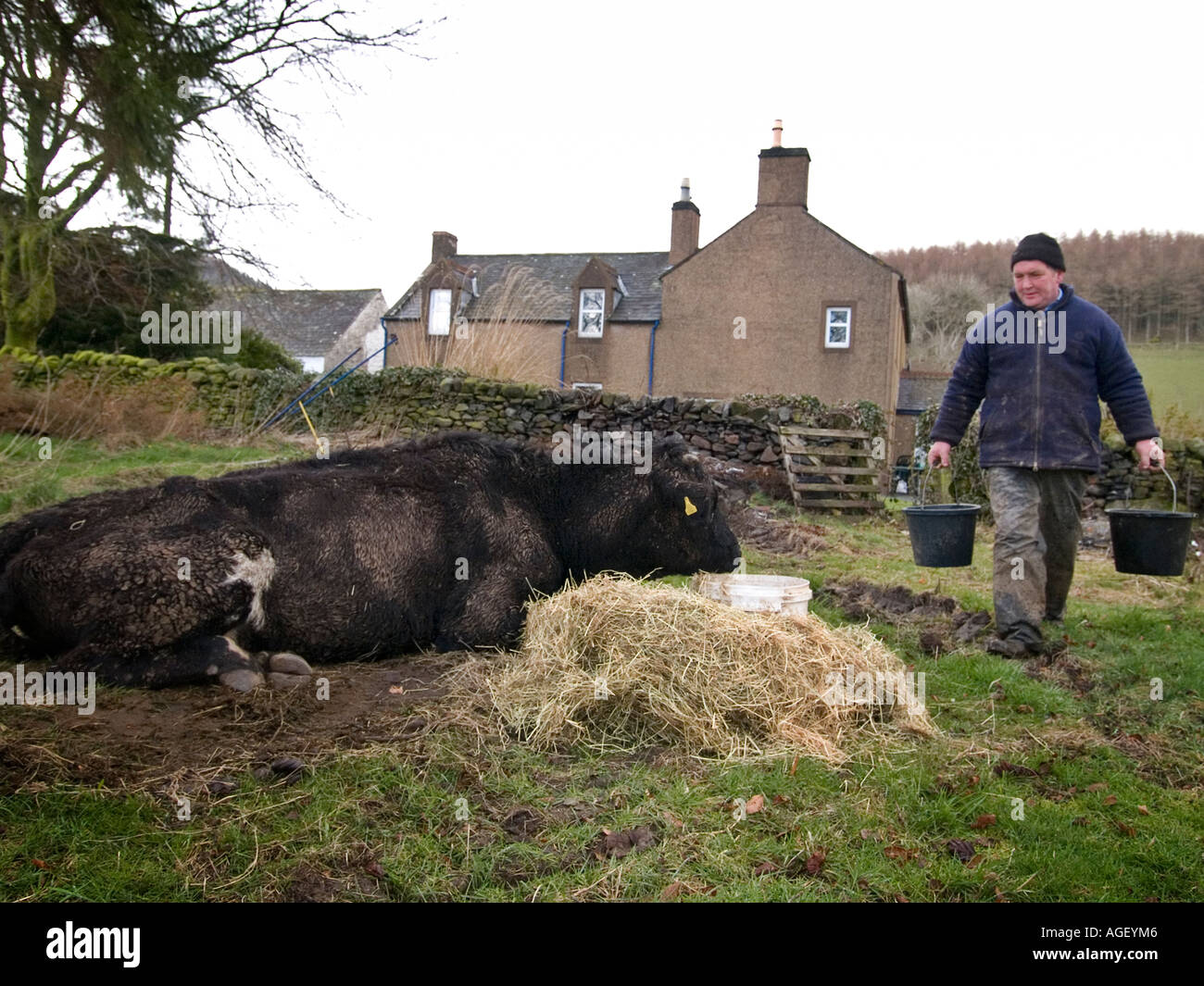 Farmer uk cow hi-res stock photography and images - Alamy