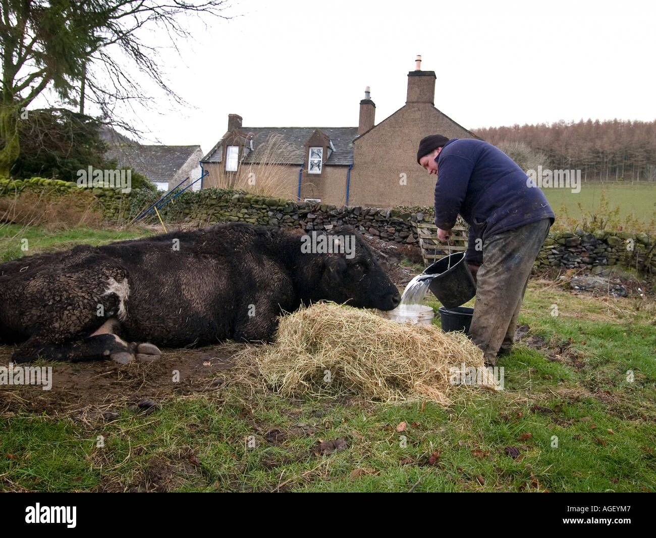 Farmer uk cow hi-res stock photography and images - Alamy