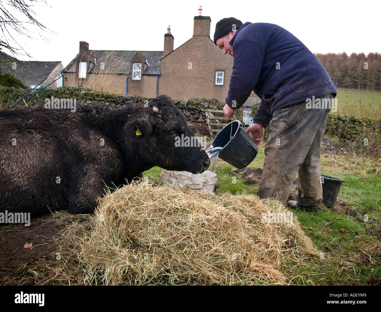 Farmer uk cow hi-res stock photography and images - Alamy