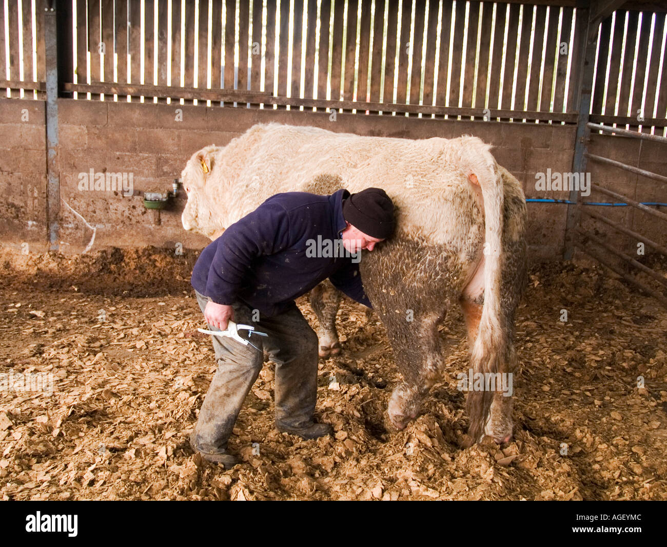 Beef farmer checks an injured bull Stock Photo - Alamy