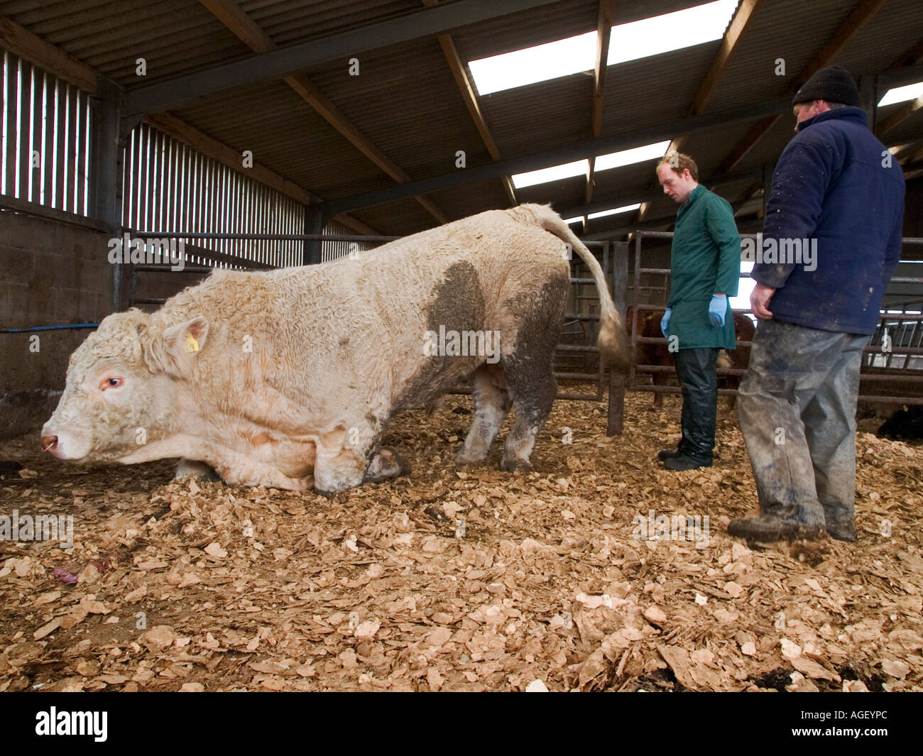 Farmer and bull hi-res stock photography and images - Alamy