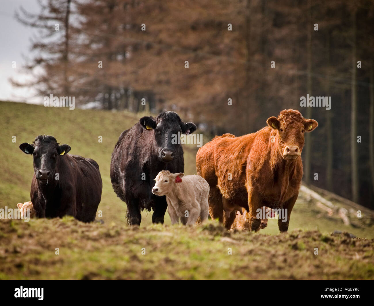 Mother cows and young calves Stock Photo - Alamy