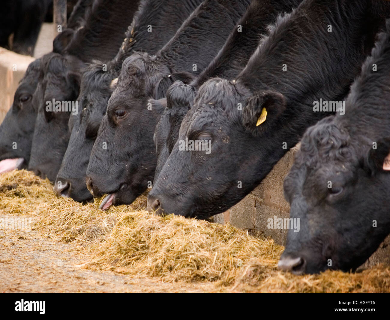 Beef cattle feeding Stock Photo - Alamy