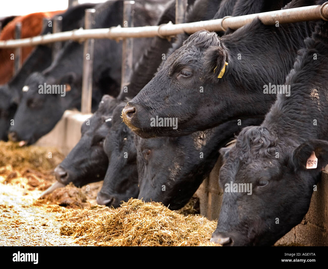 Beef cattle feeding Stock Photo - Alamy