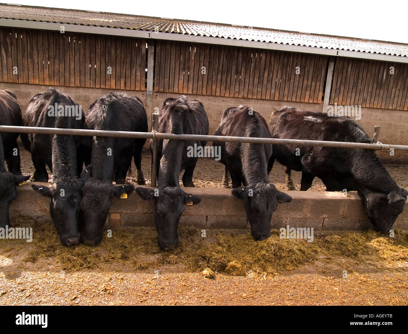 Beef cattle feeding Stock Photo - Alamy