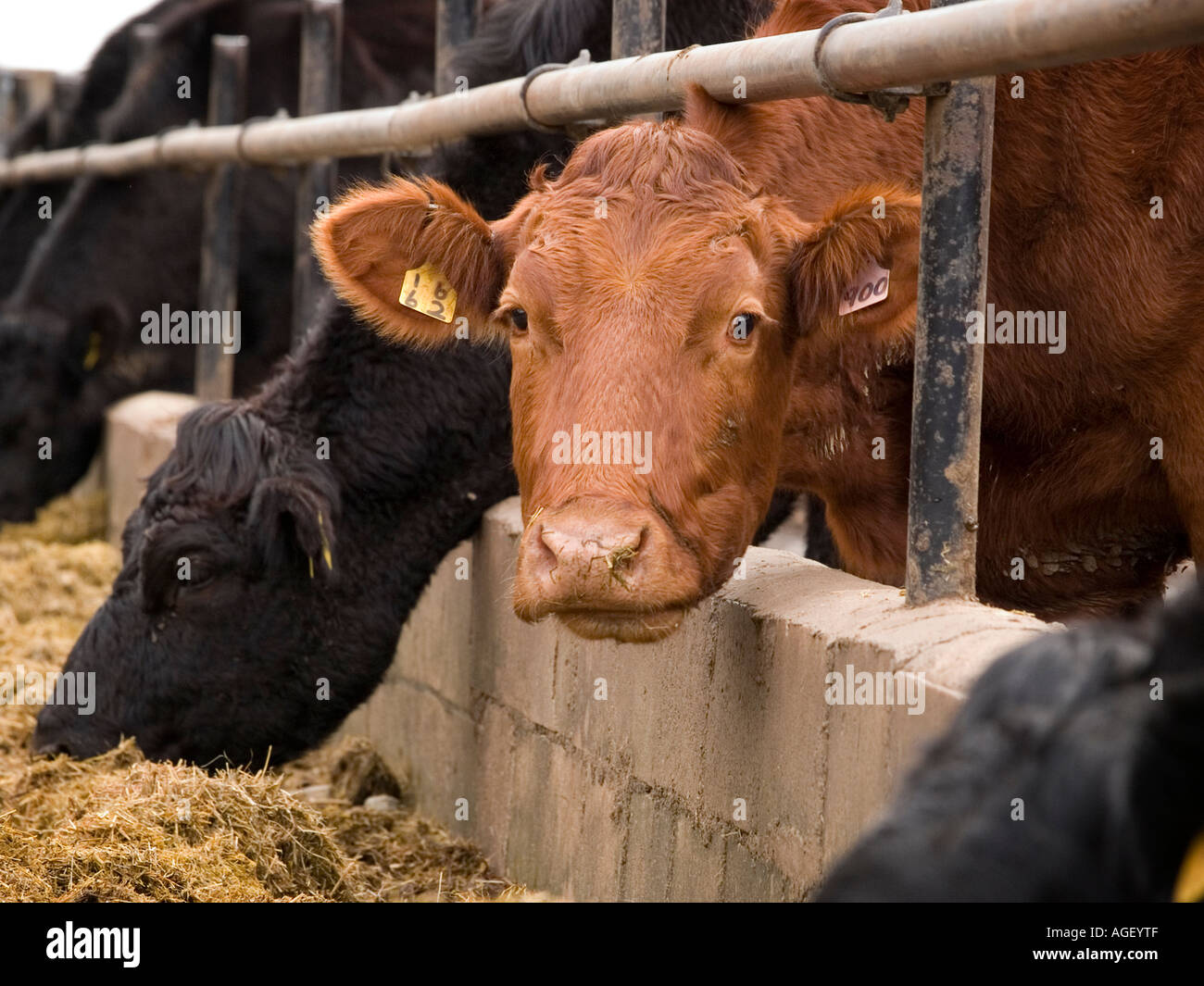 Beef cattle feeding Stock Photo - Alamy