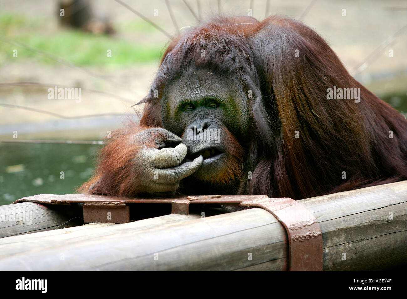 orangutan great ape Stock Photo - Alamy