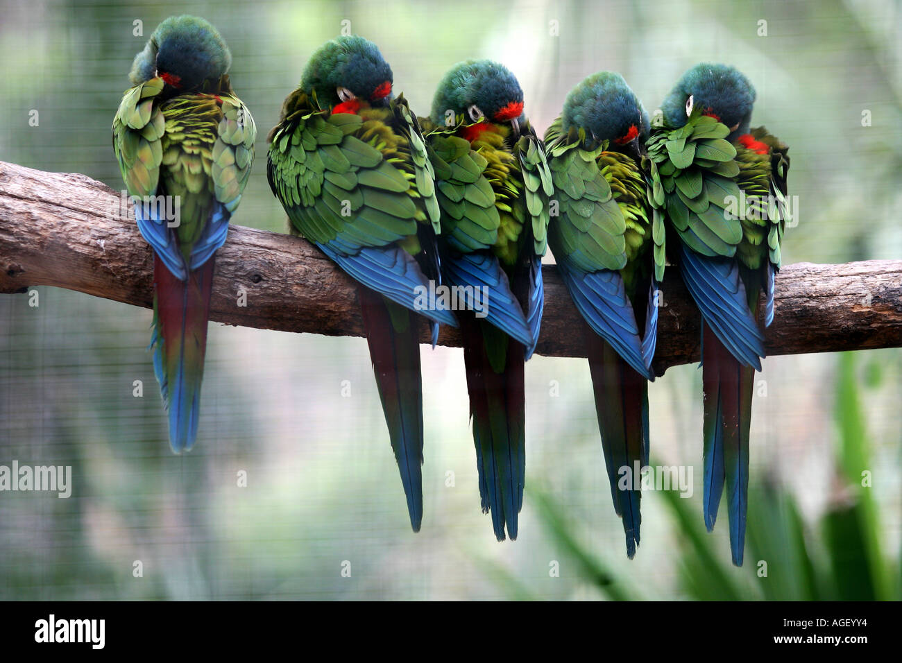 Amazon Parrots sleeping Stock Photo - Alamy