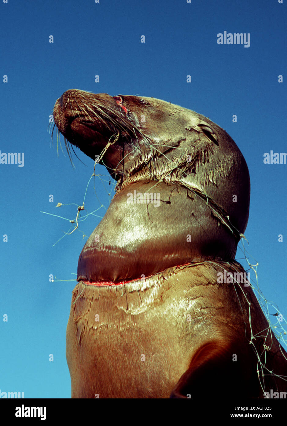 Seal caught fishing net around hi-res stock photography and images - Alamy