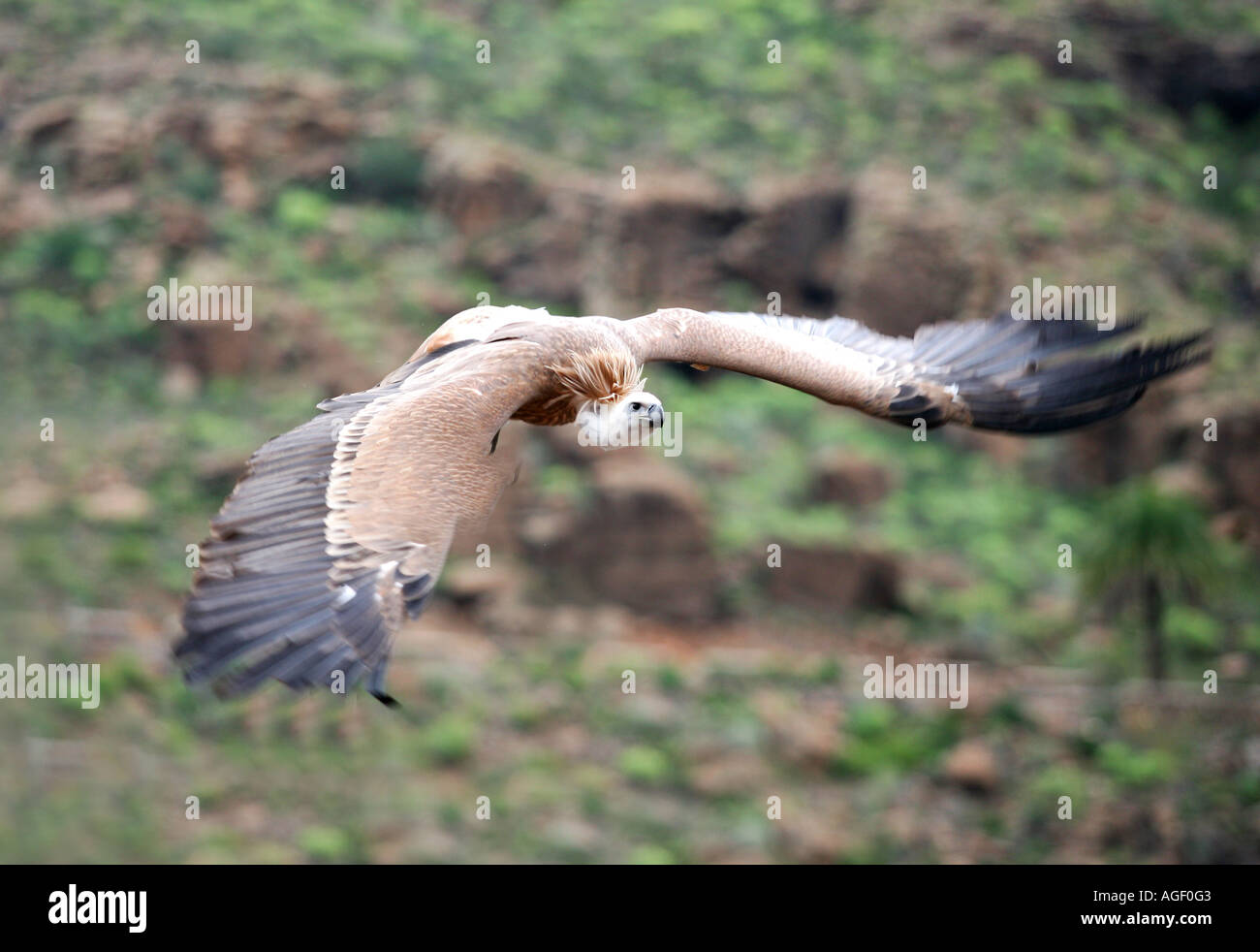Vulture in flight Stock Photo - Alamy