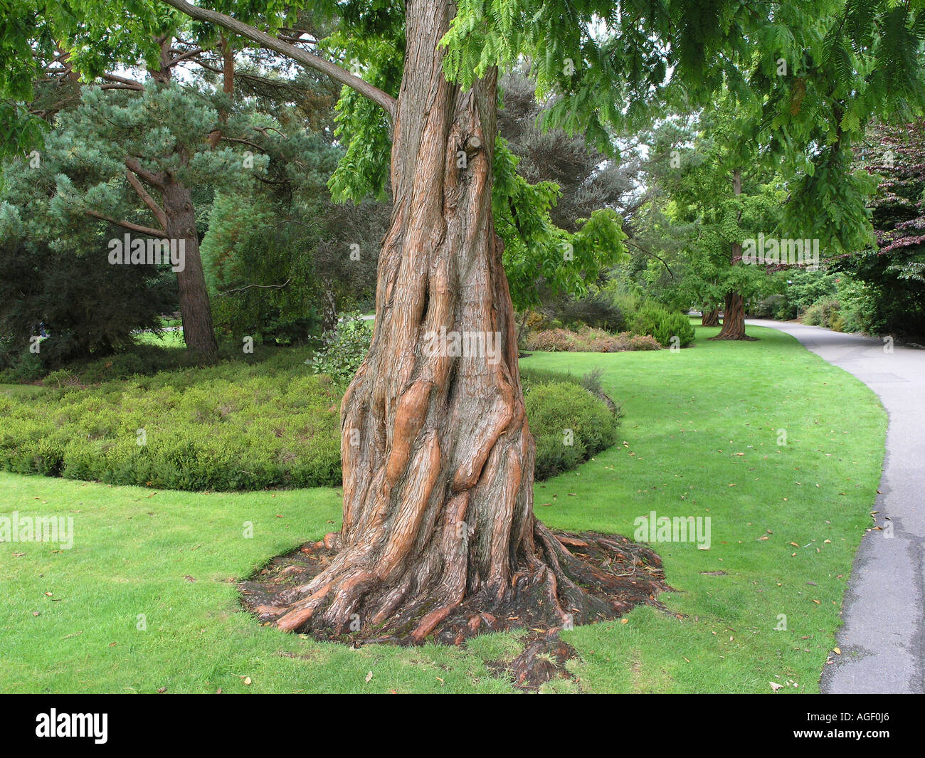Interesting tree trunk hi-res stock photography and images - Alamy