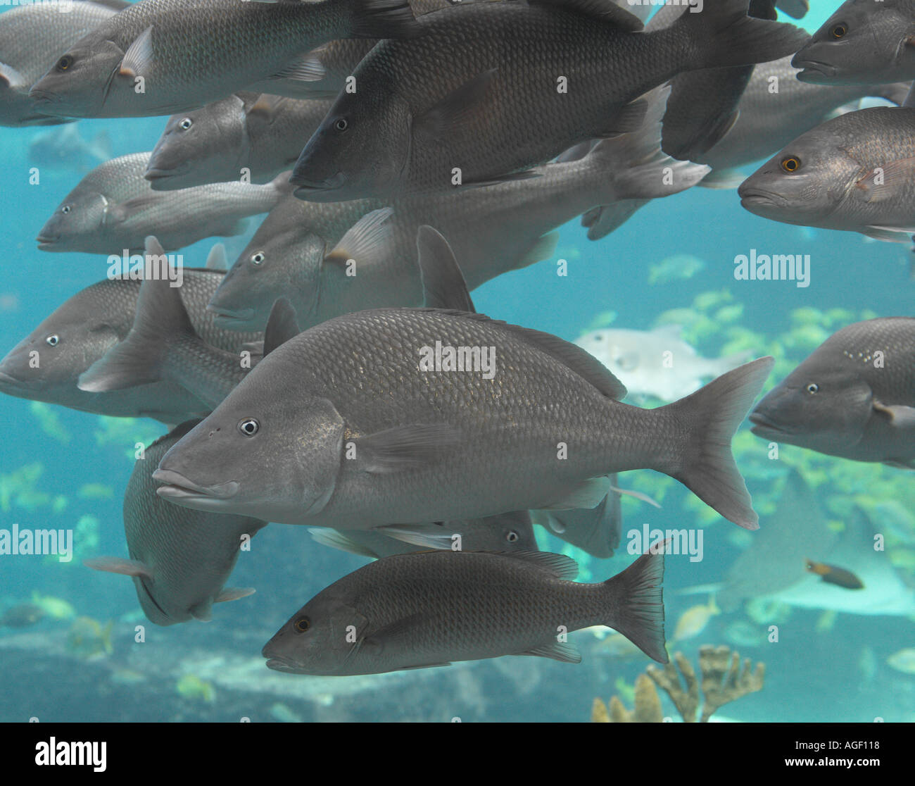 Underwater view of a school of fish Stock Photo - Alamy