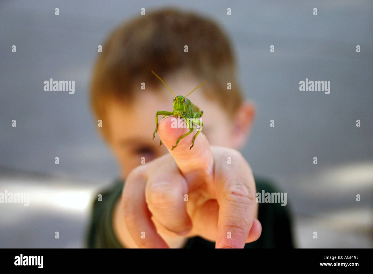boy with grasshopper on finger Stock Photo - Alamy