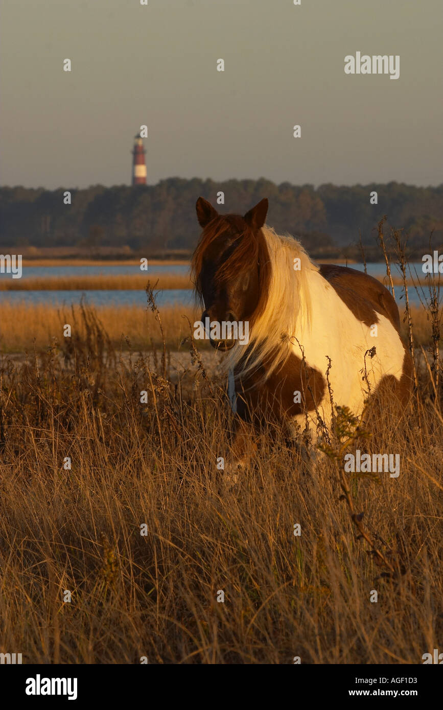 Wild pony an lighthouse Chincoteague NWR Virginia Stock Photo - Alamy