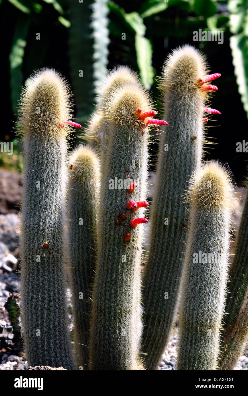 Borzicactus hi-res stock photography and images - Alamy