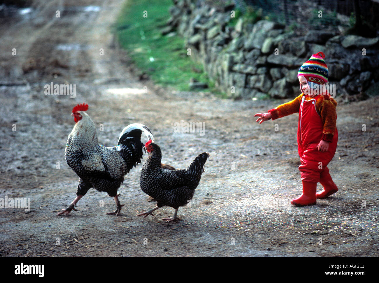 Child following cockerel and chicken Stock Photo - Alamy