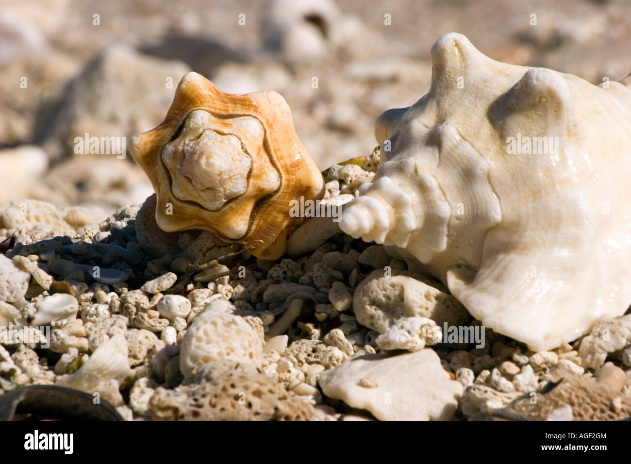A conch on the sand in Isla Mujeres, Mexico Stock Photo - Alamy