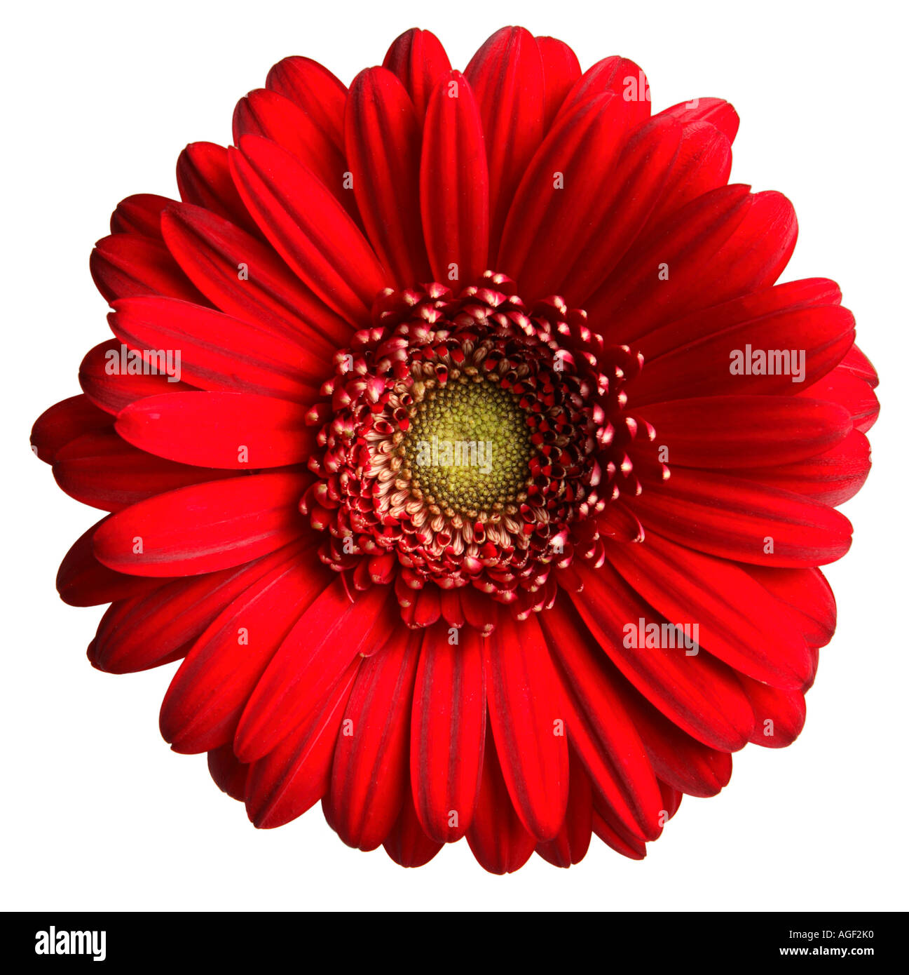 Red Gerber Daisy Flower Stock Photo - Alamy
