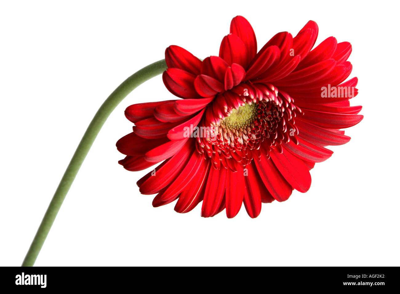 Gerber Daisy Flower Stock Photo - Alamy