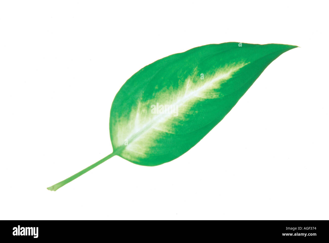 Leaf for Happiness Stock Photo - Alamy