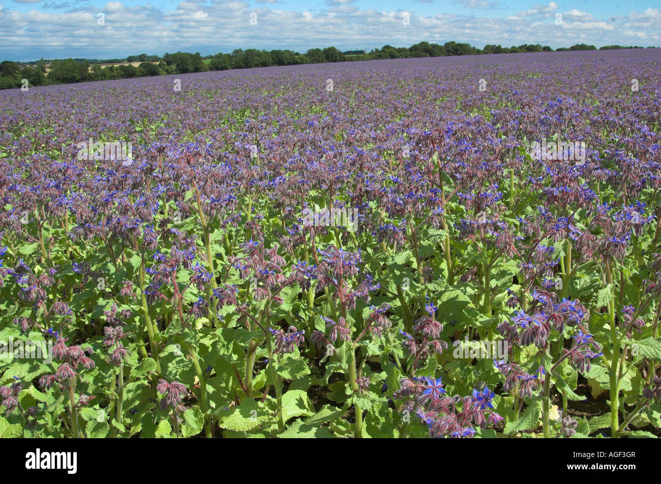 Field of flowering borage (Borago officinalis), Suffolk Stock Photo - Alamy