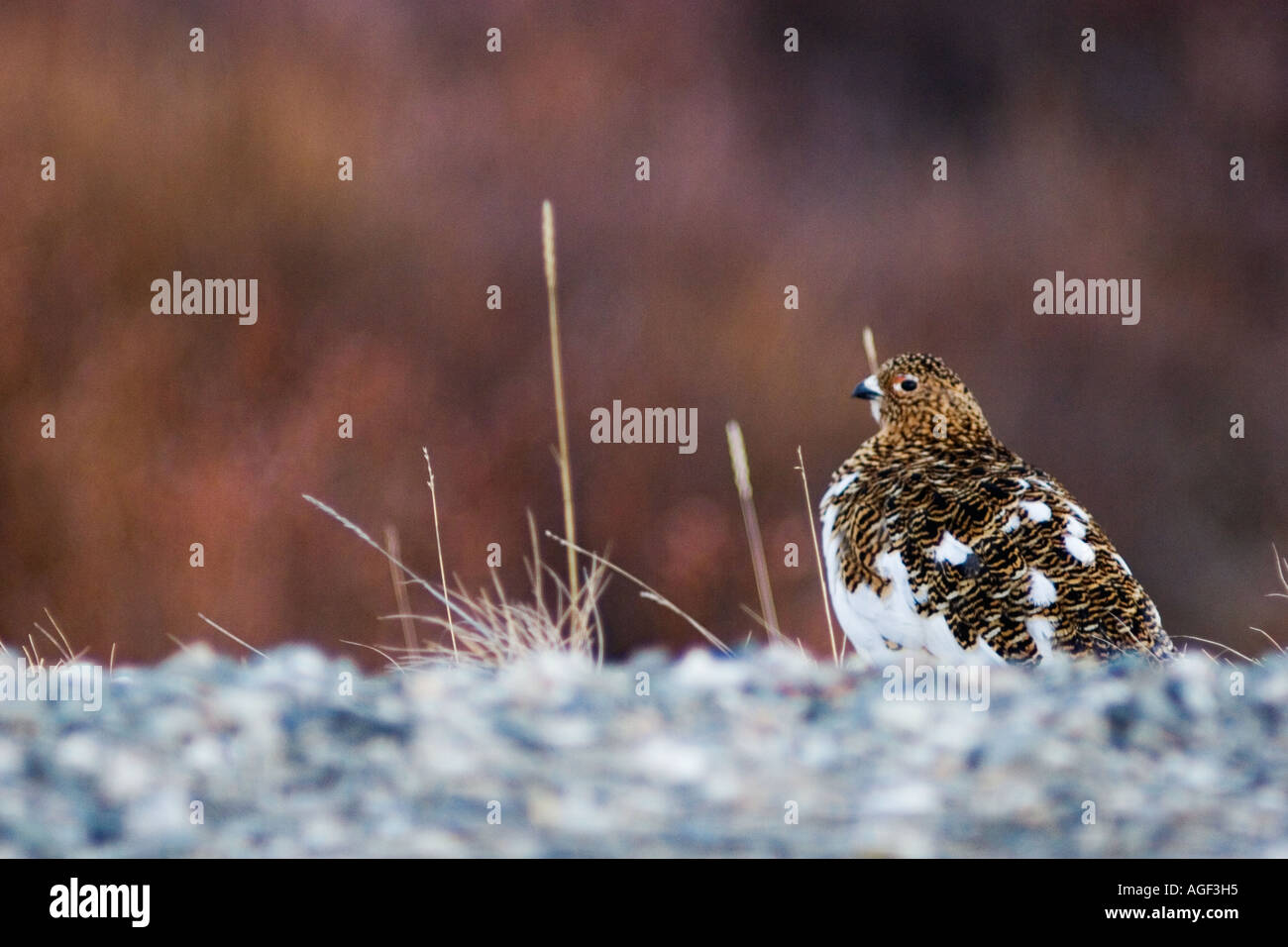 Summer critters hi-res stock photography and images - Alamy