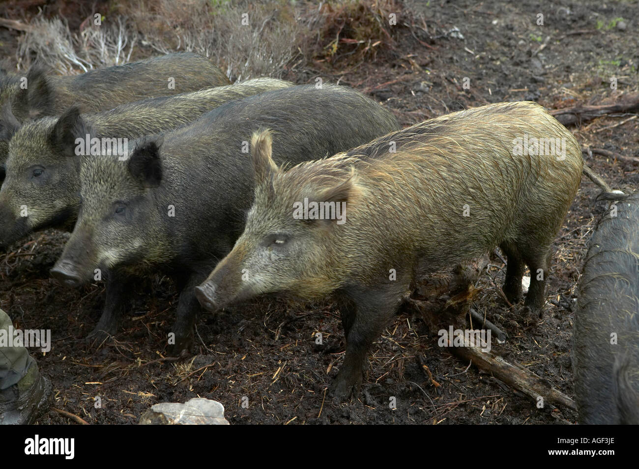 Wild boar being released into Alladale Wilderness Park in the Scottish ...