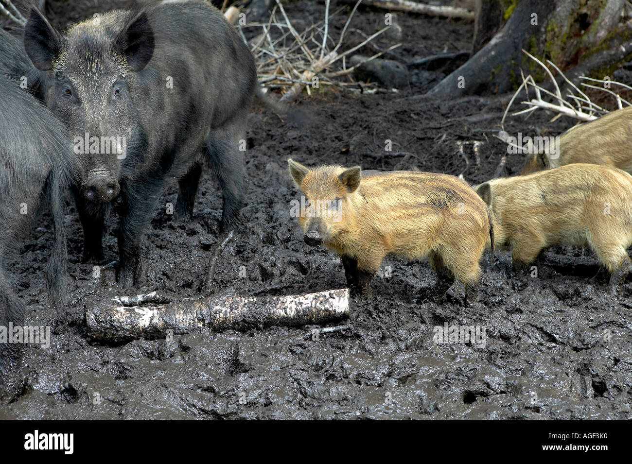 Wild boar being released into Alladale Wilderness Park in the Scottish ...