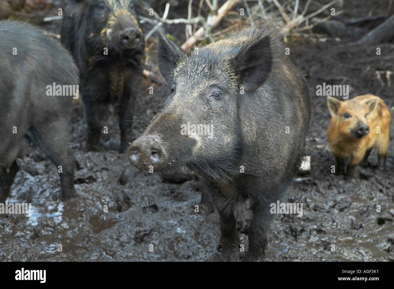 Wild boar being released into Alladale Wilderness Park in the Scottish ...