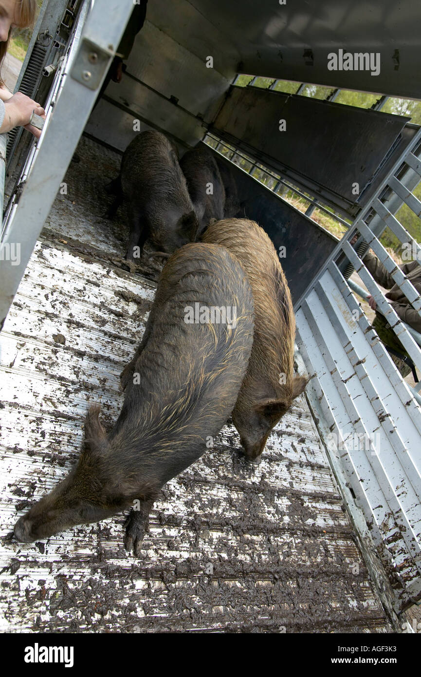 Wild boar being released into Alladale Wilderness Park in the Scottish ...