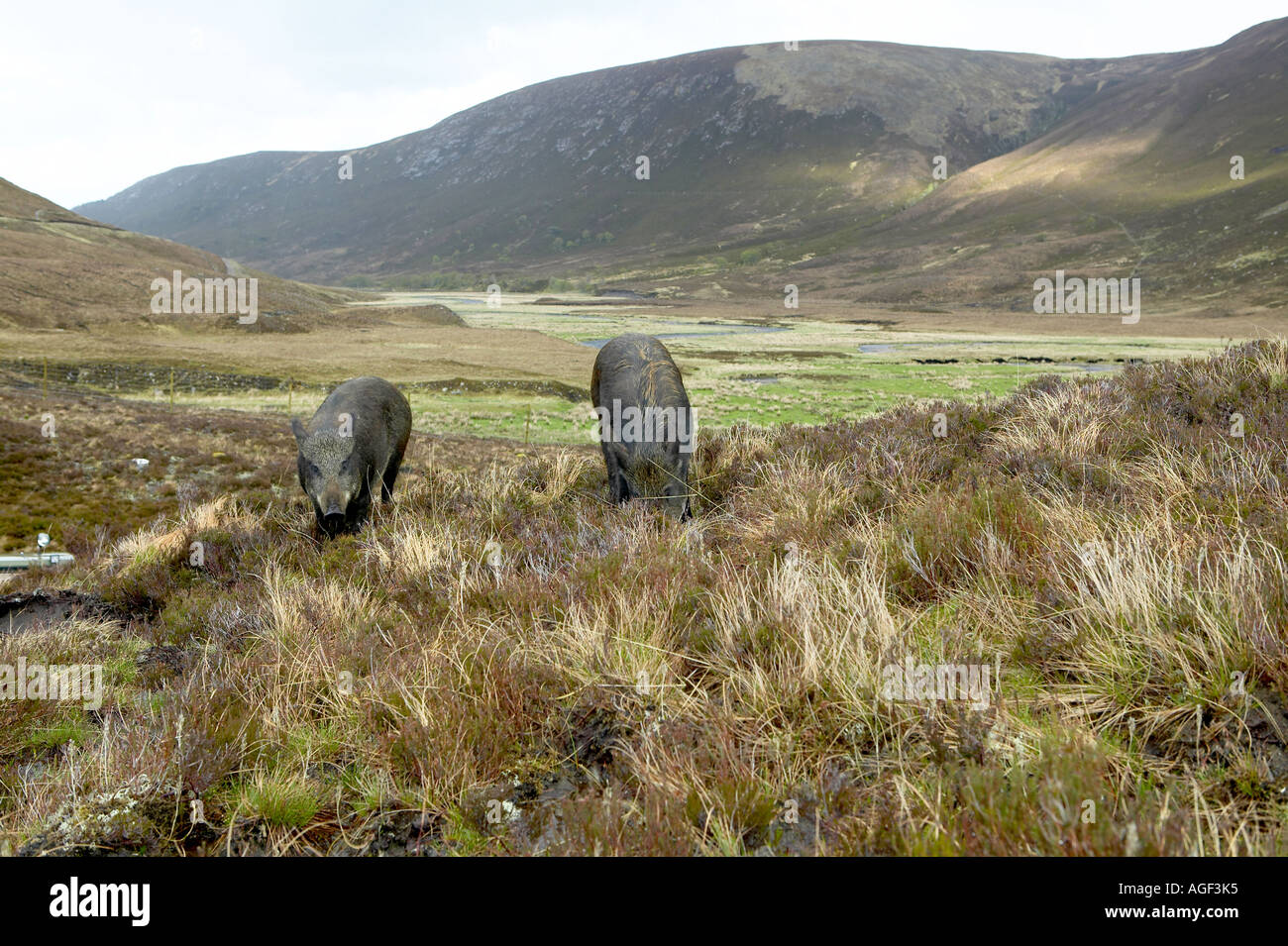Wild boar being released into Alladale Wilderness Park in the Scottish ...