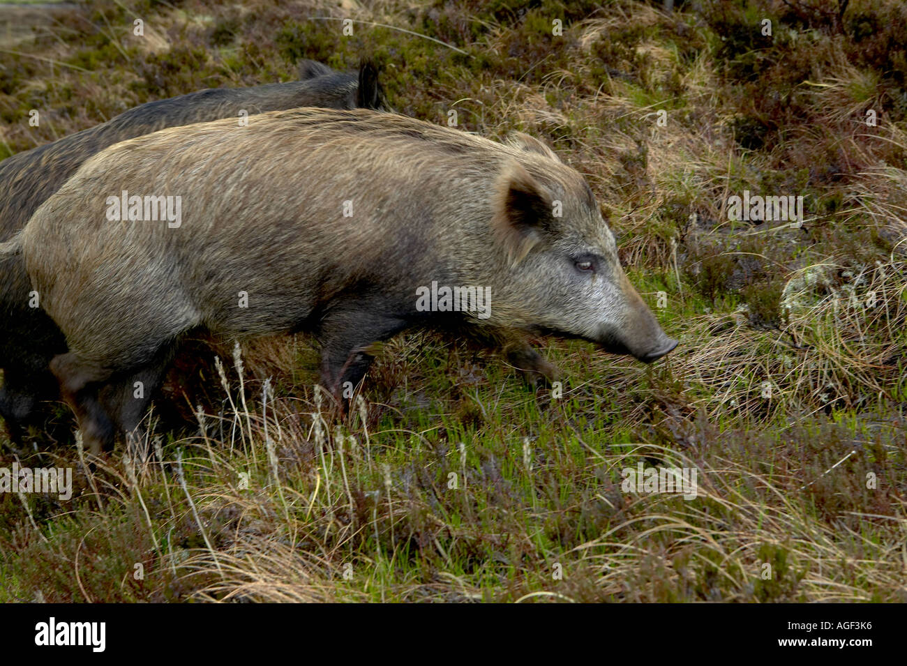 Wild boar released into Alladale Wilderness Park in the Scottish ...